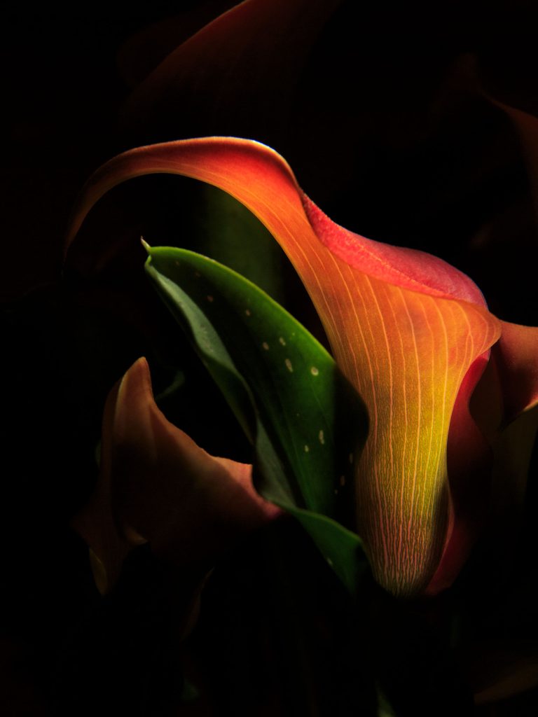 May 2022 – Lighting – Cobb Photographic Society