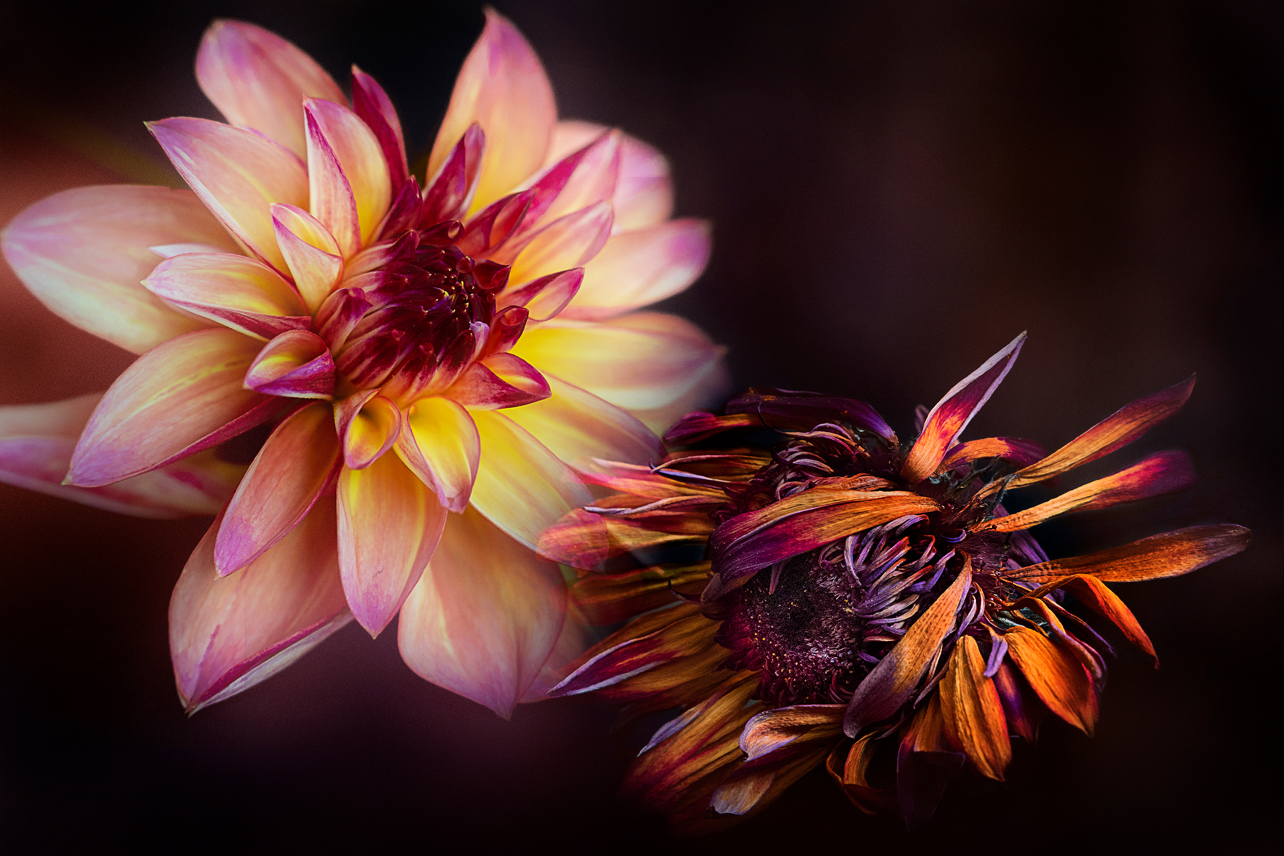 November 2022 – Juxtipostion – Cobb Photographic Society