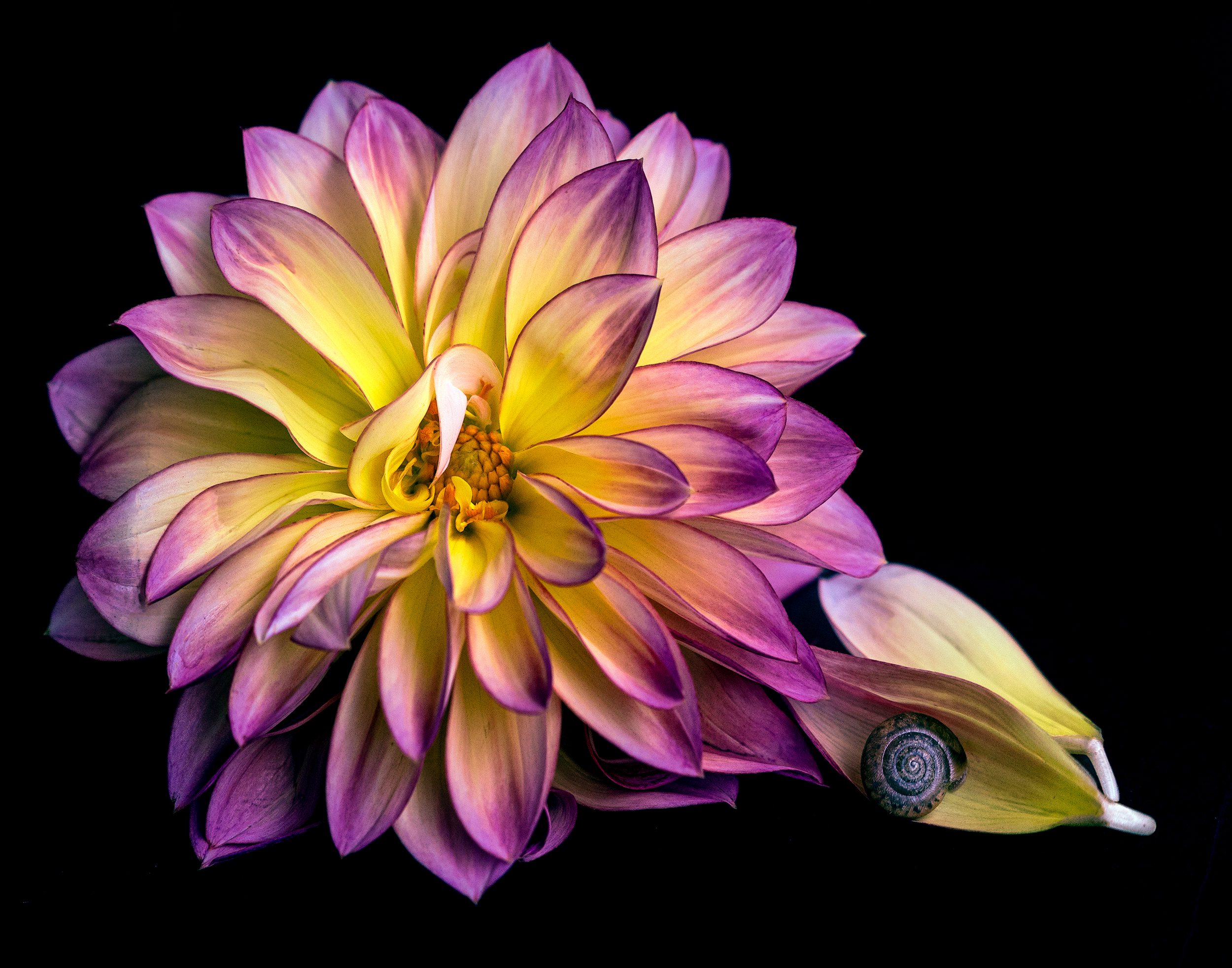 November 2022 – Juxtipostion – Cobb Photographic Society