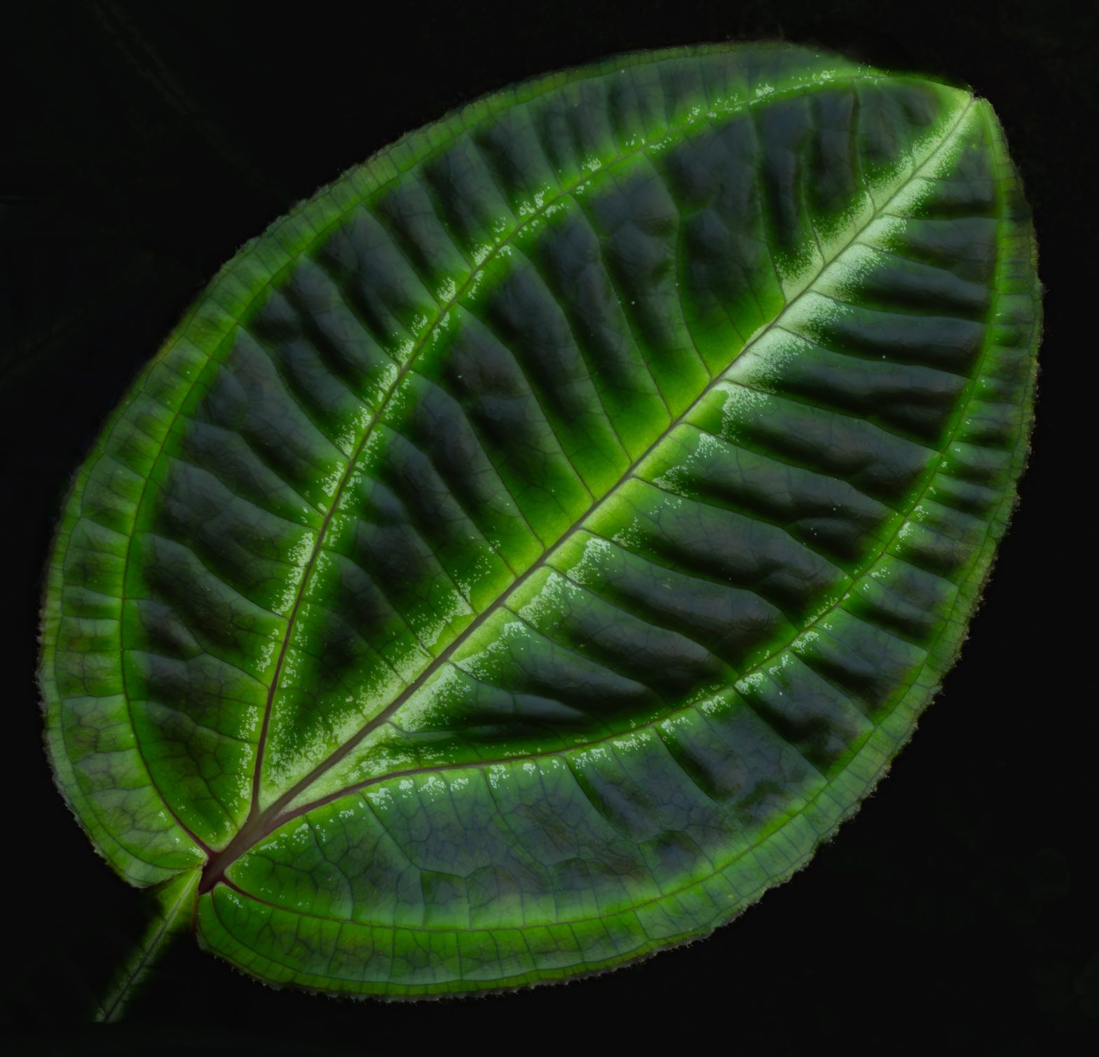 April 2024 – Symmetry – Cobb Photographic Society