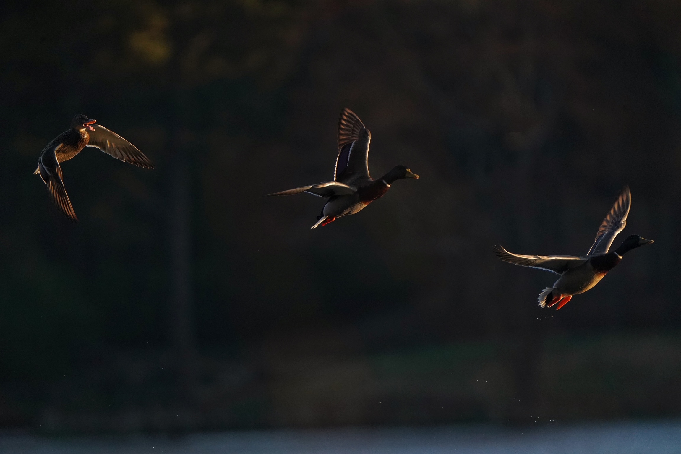 May 2024 – Nature – Cobb Photographic Society