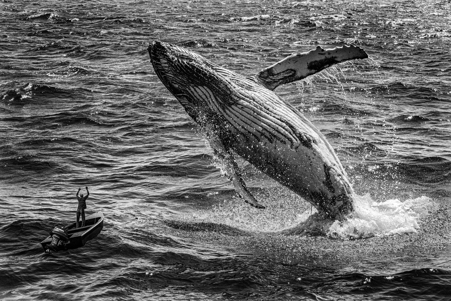 November 2024 – High Speed/Motion – Cobb Photographic Society