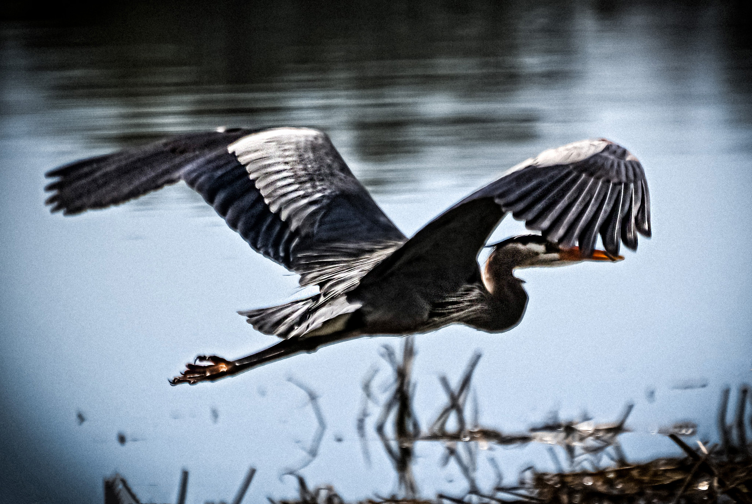 February 2026 – Metro Atlanta – Cobb Photographic Society